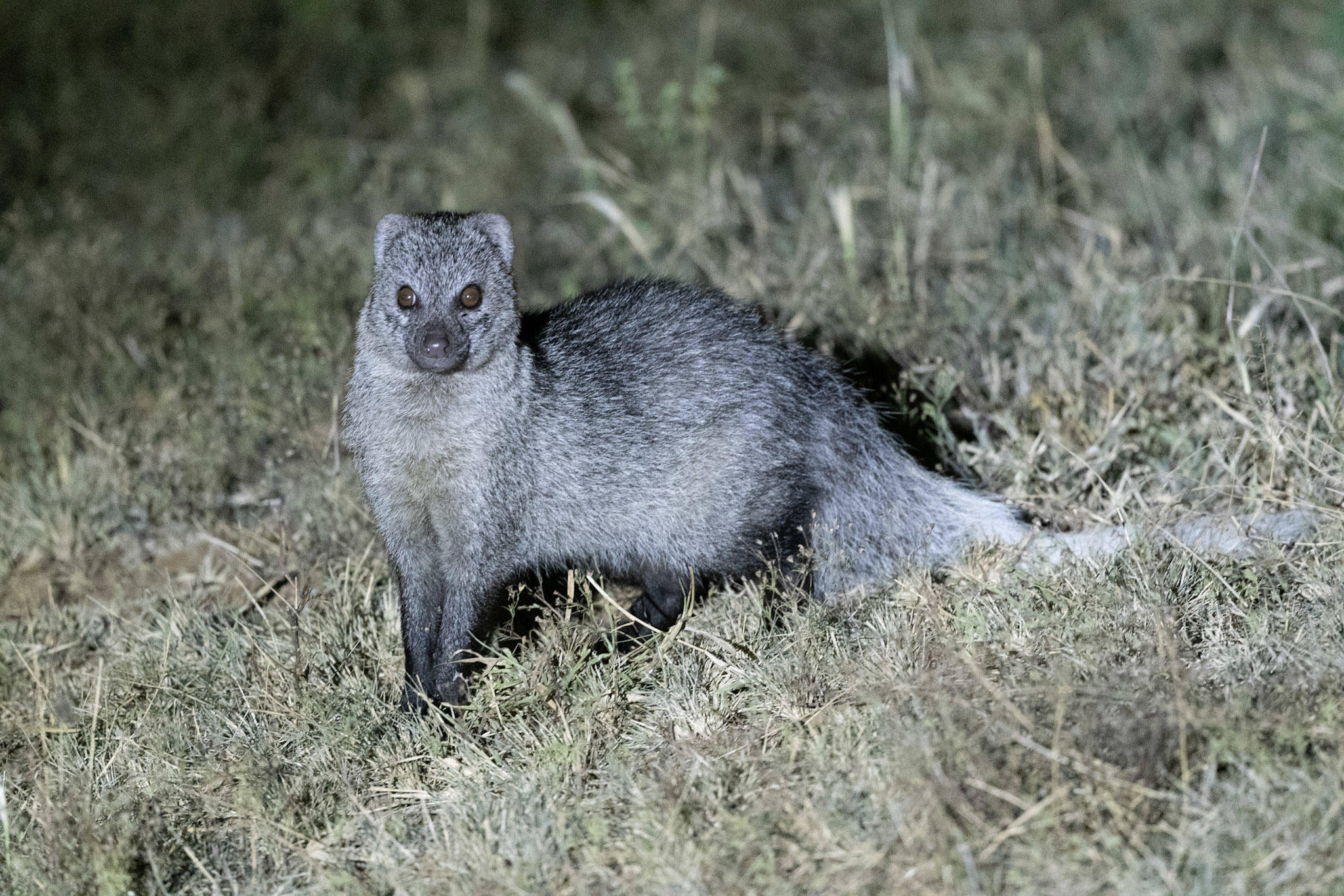 White Tailed Mongoose