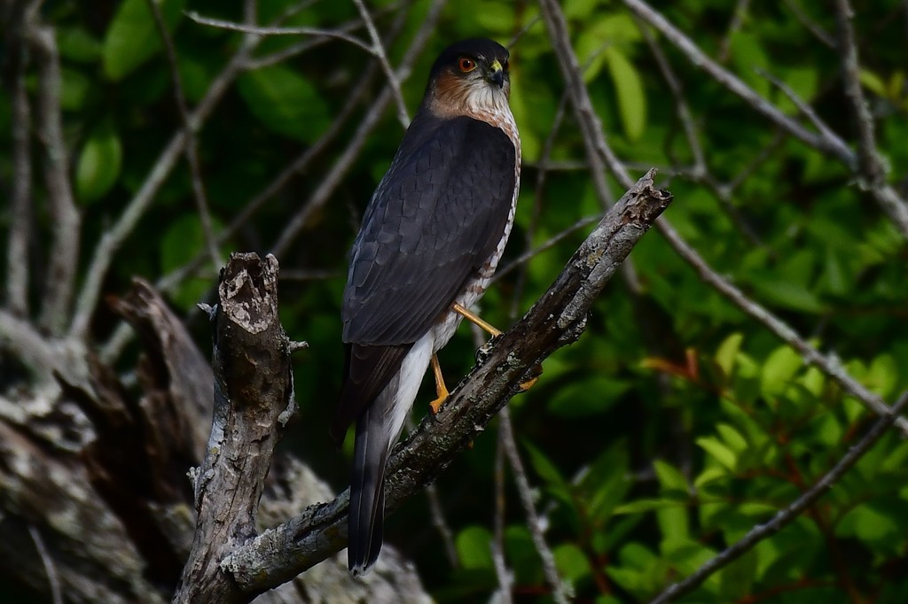 Sharp-shinned Hawk from Indian River County, FL, USA on December 7 ...