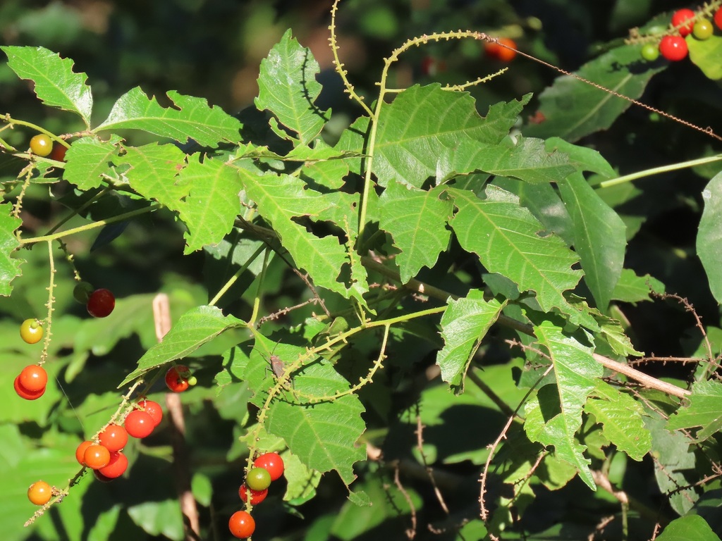 African Allophyllus from St Lucia, South Africa on June 07, 2020 at 02: ...