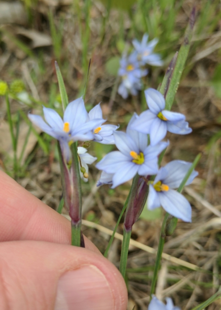 prairie blue-eyed grass from 6121 64th Street South Wisconsin Rapids ...