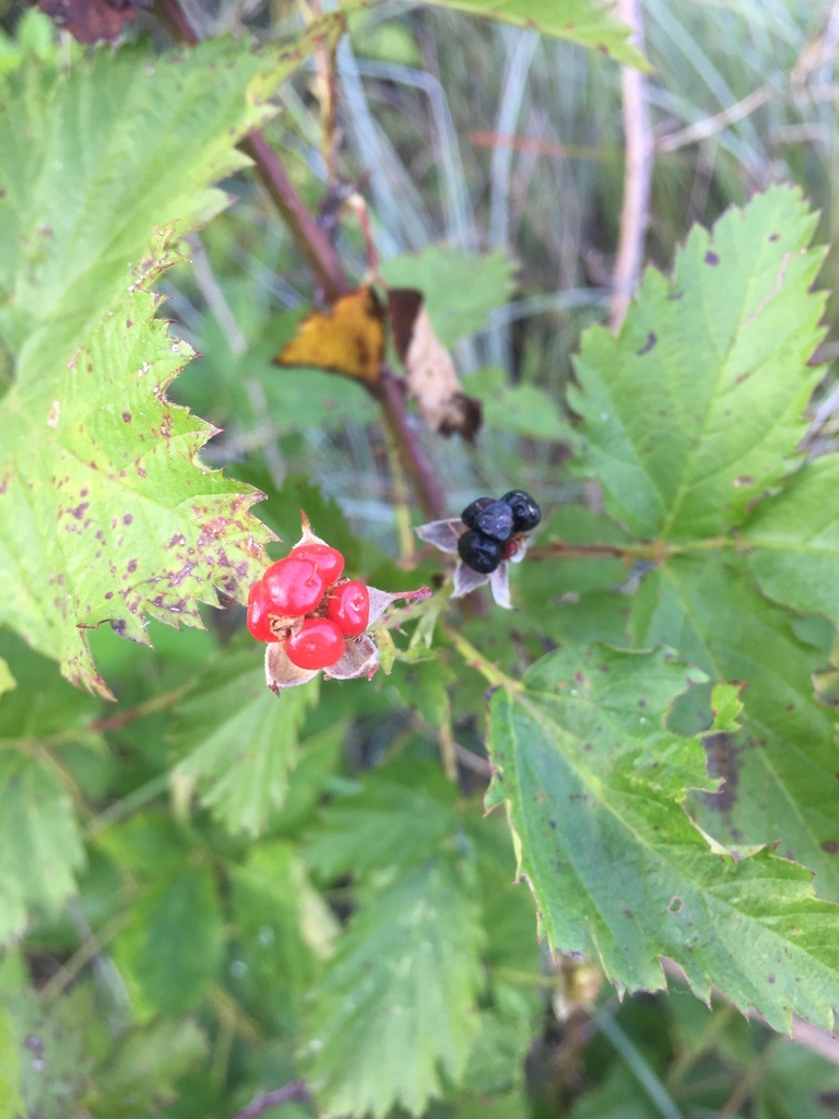 Oklahoma blackberry from Wise County, US-TX, US on June 19, 2020 at 08: ...