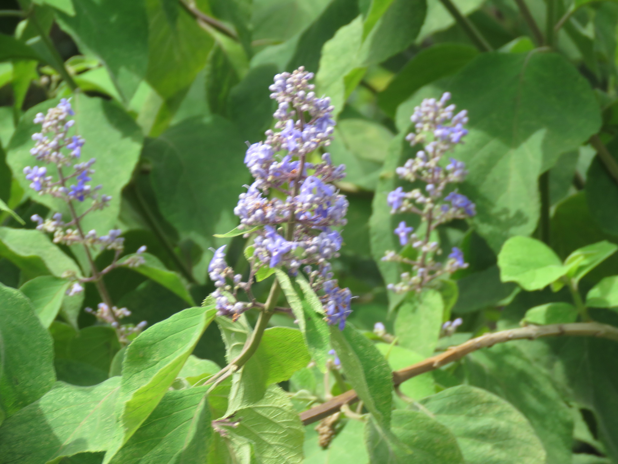 Cornutia Plum. ex L.