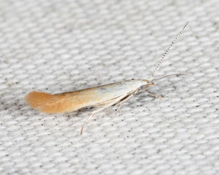 Coleophora cornivorella from Groton, MA, USA on June 19, 2020 at 02:25 ...