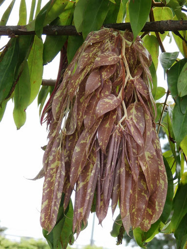 Brownea grandiceps (Flora Singapore List B) · iNaturalist