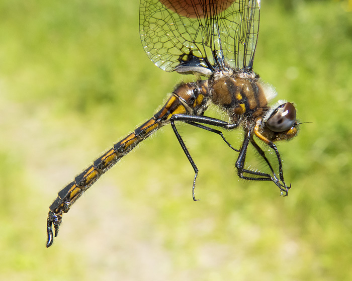Spiny Baskettail (Dragonflies and Damselflies of Pinery Provincial Park ...