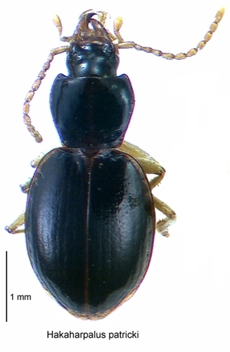 Hakaharpalus patricki · iNaturalist Ecuador