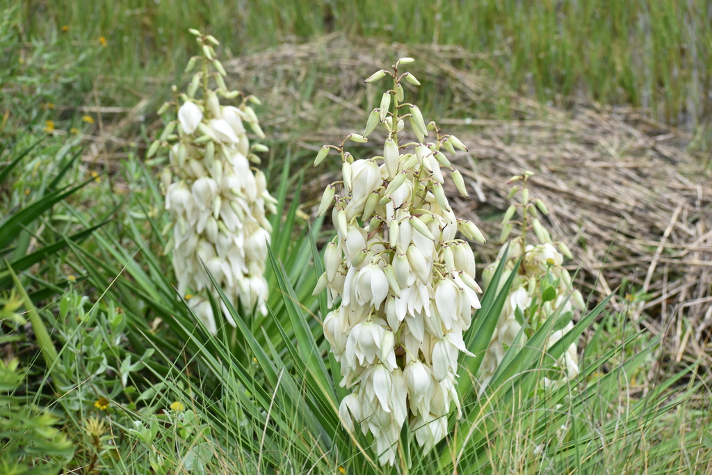 moundlily yucca from Mt Pleasant, SC, USA on June 15, 2020 at 02:16 PM ...
