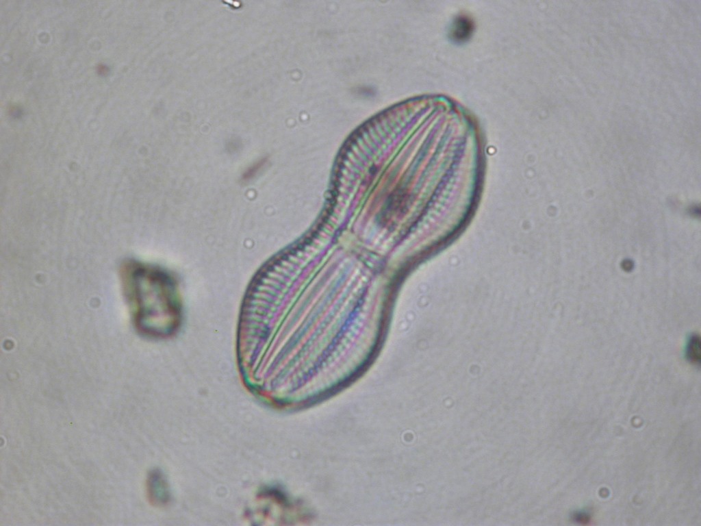 Diploneis from Trincomali Channel, Galiano Island, BC, Canada on ...