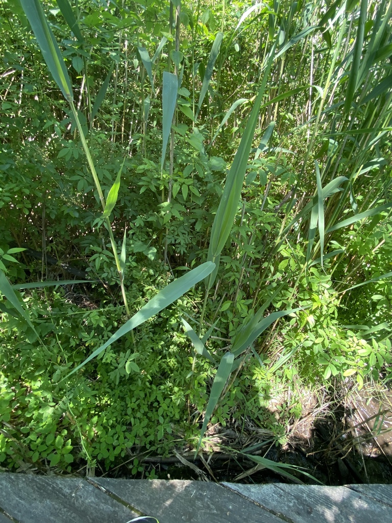 common reed from Massapequa Preserve, Massapequa, NY, US on June 19 ...