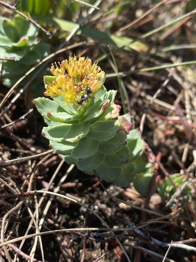 Roseroot (Rhodiola rosea) - Botanical Realm