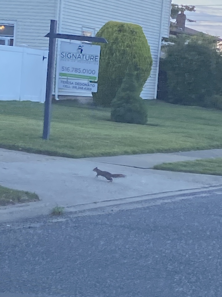 Eastern Gray Squirrel from Long Island, Massapequa, NY, US on June 19 ...