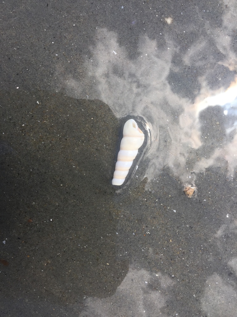 Tachyrhynchus erosus (Gastropods of the United States Pt.3) · iNaturalist