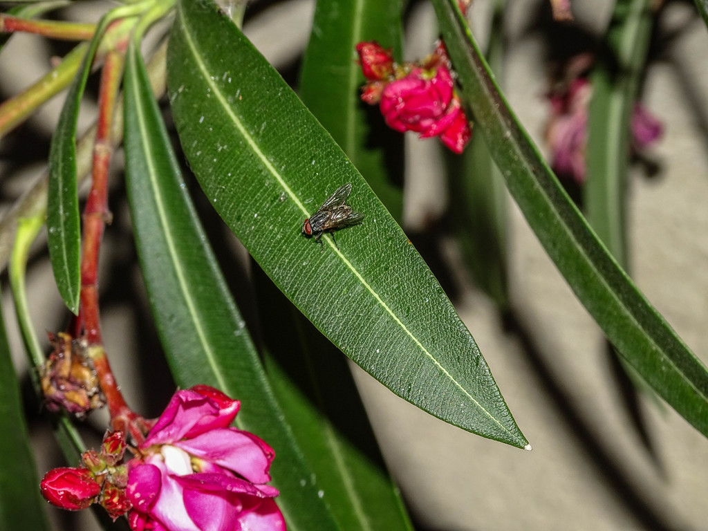 False Stable Fly from Ρόδος, Ελλάδα on June 19, 2020 at 07:20 PM by ...