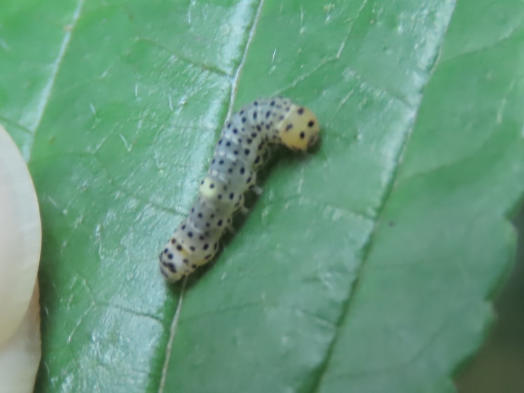 Monobolodes prunaria from 台灣苗栗縣勝興關刀山 on June 13, 2020 at 10:52 AM by ...