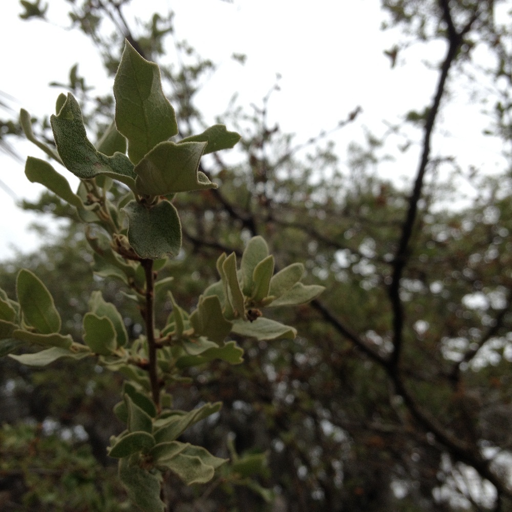Quercus microphylla Née