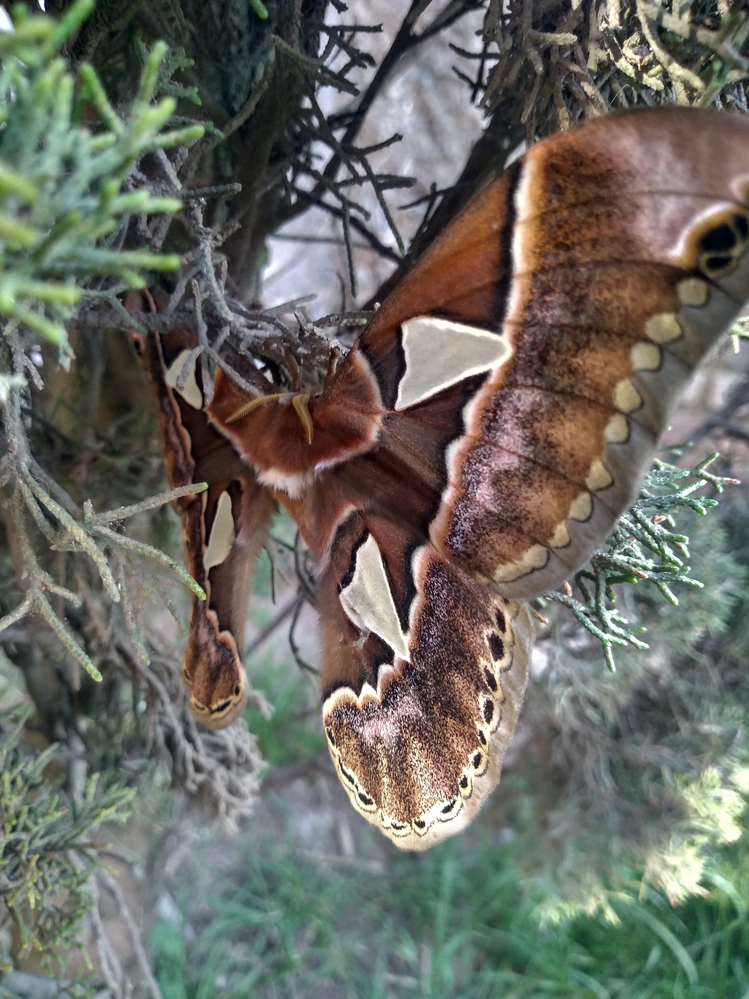 Rothschildia cinctus Tepper, 1883