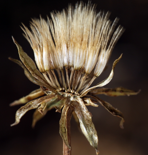 Sylvan Microseris (Microseris sylvatica) · iNaturalist United Kingdom