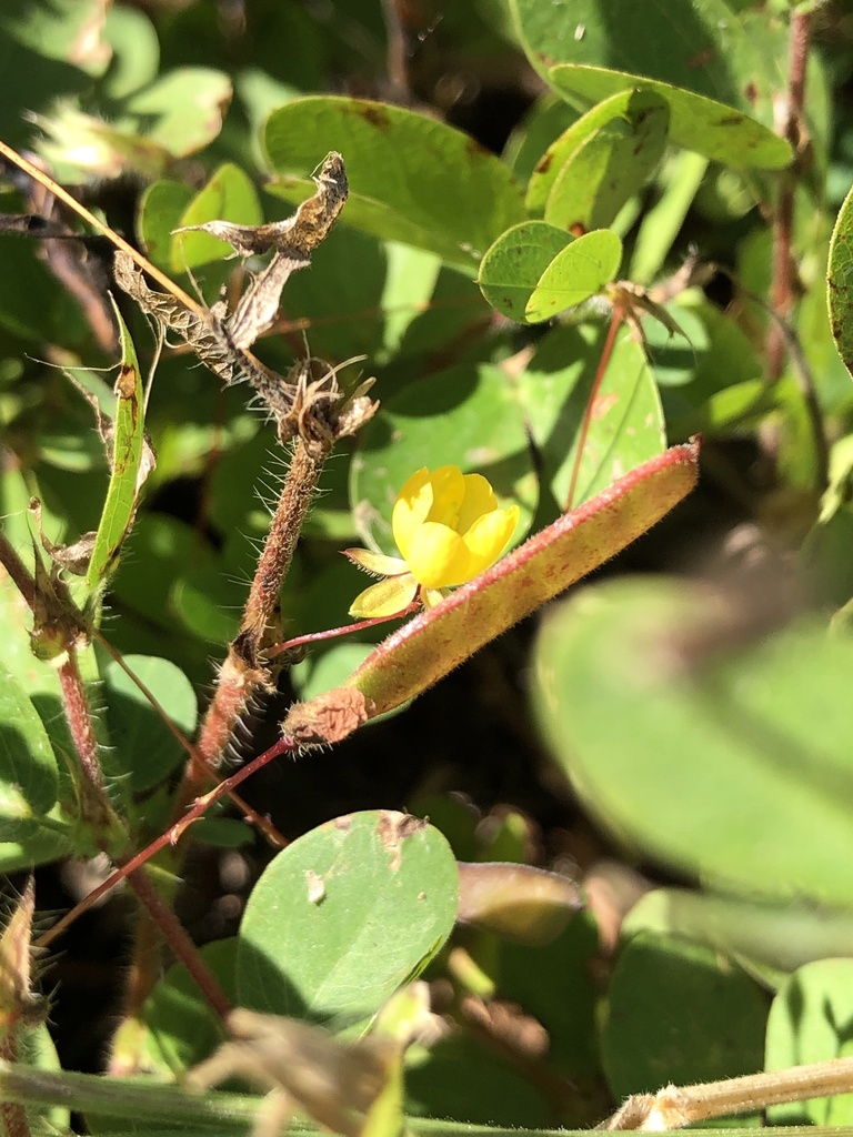 roundleaf sensitive pea from Flinders Highway, Reid River, QLD, AU on ...