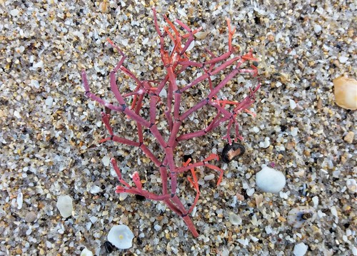 Amphiroa gracilis · iNaturalist