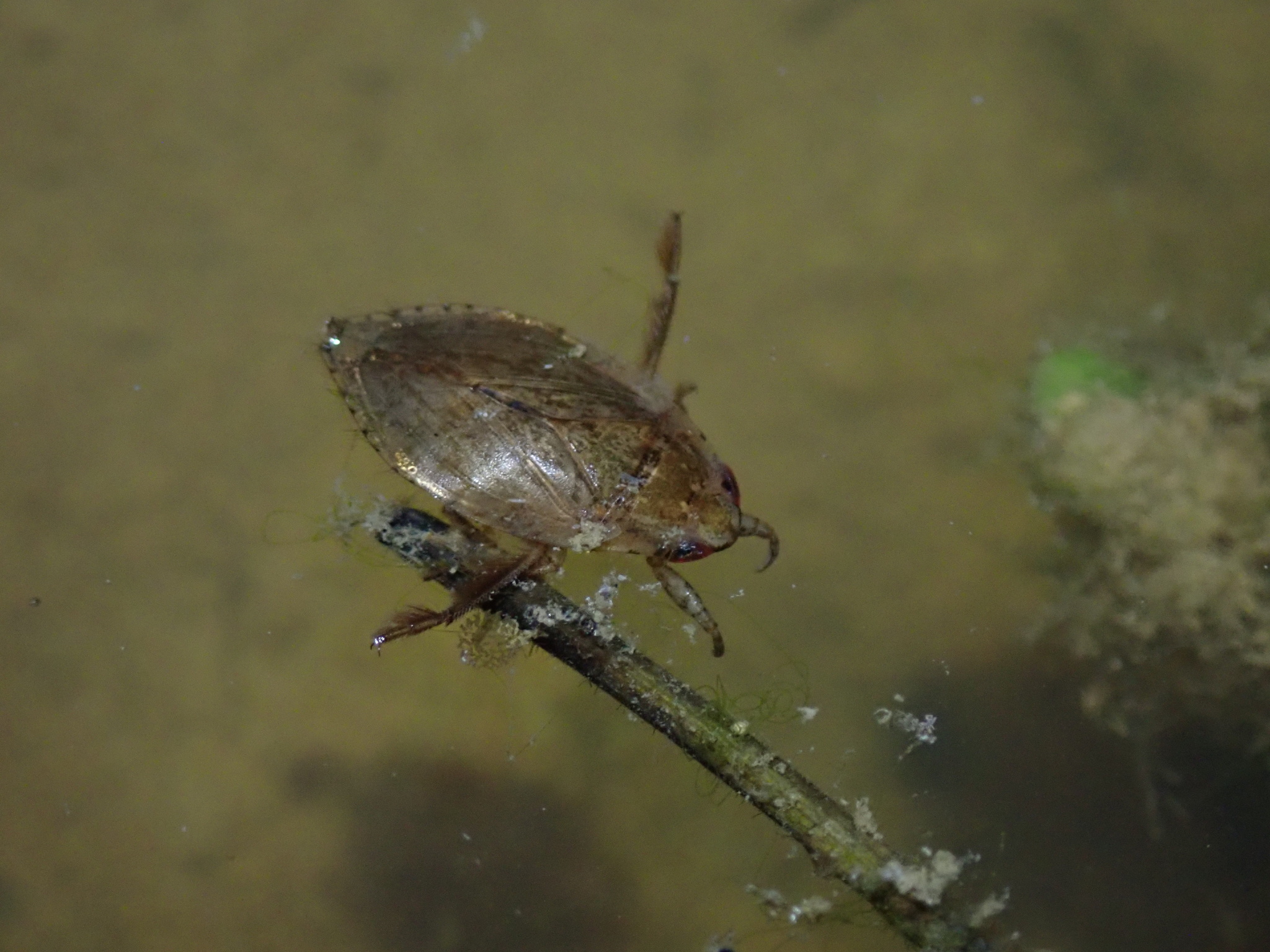Diplonychus rusticus (Fabricius, 1871)