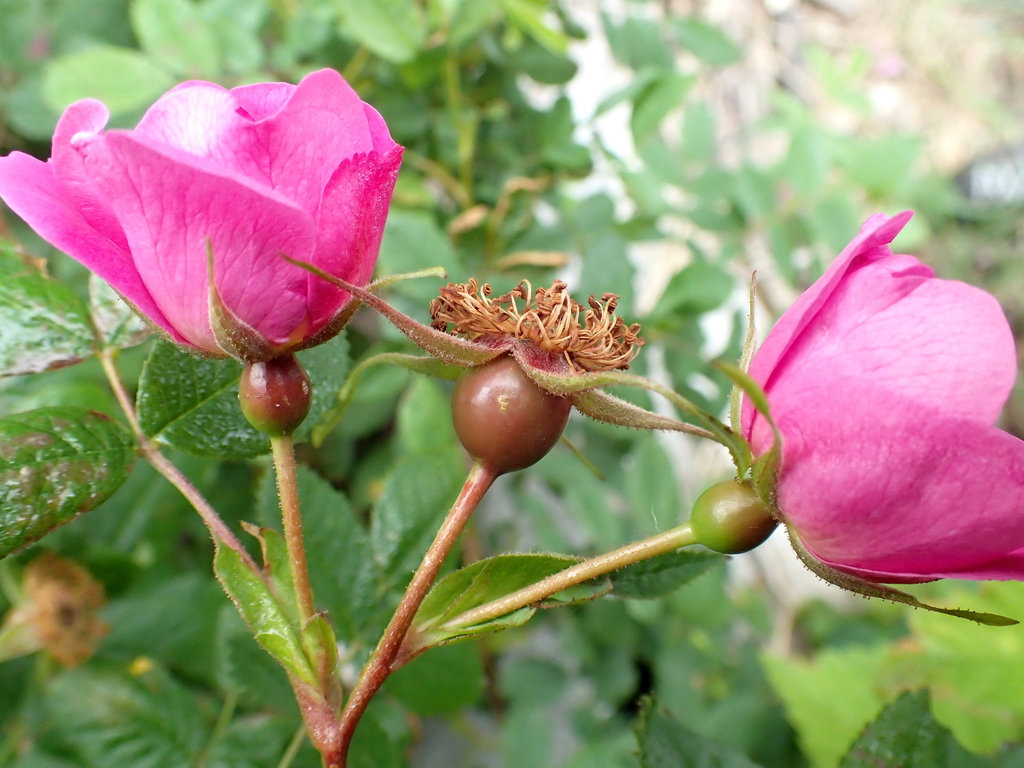 cluster rose (Common Riparian Woody Plants of Washington) · iNaturalist