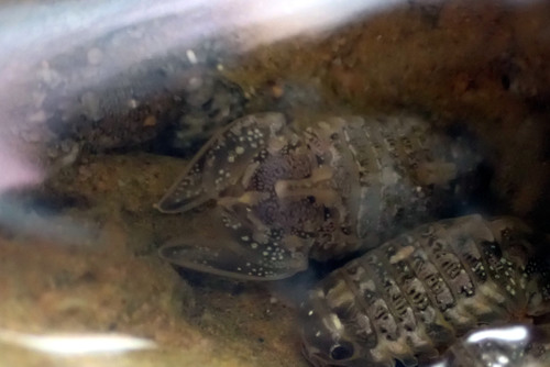 InvertEBase - Occurrence Profile