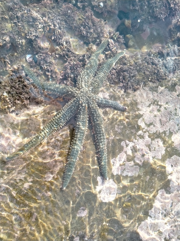 Seven-armed Sea Star from Otago 9482, New Zealand on June 20, 2020 at ...