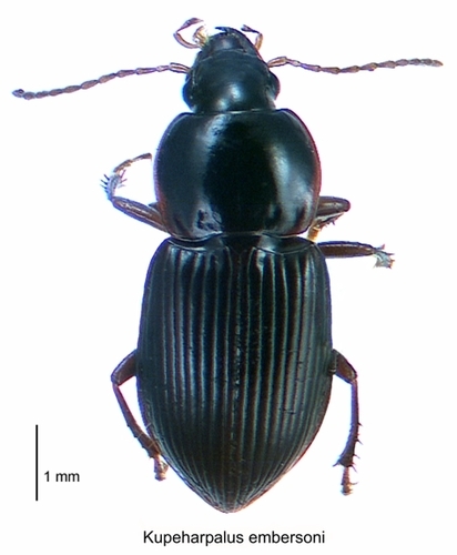Kupeharpalus embersoni · iNaturalist