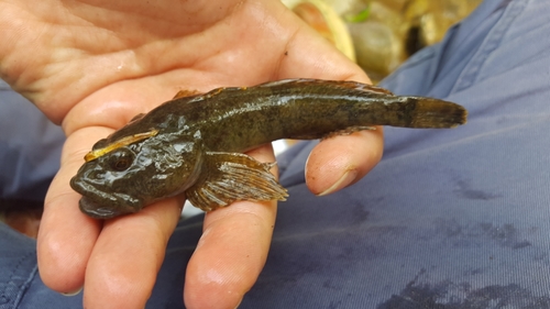 Cottus czerskii · iNaturalist Mexico