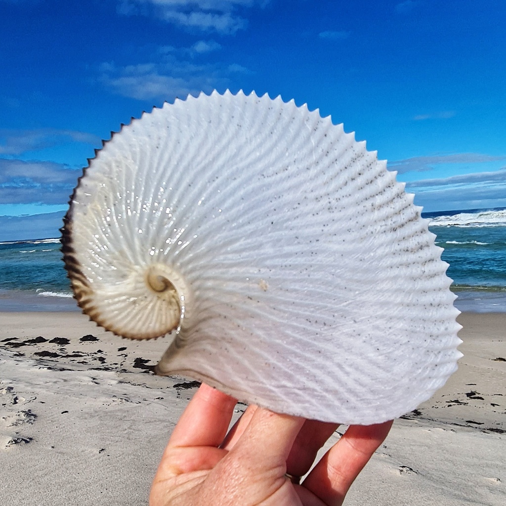 Greater Argonaut from Jerdacuttup WA 6346, Australia on June 20, 2020 ...