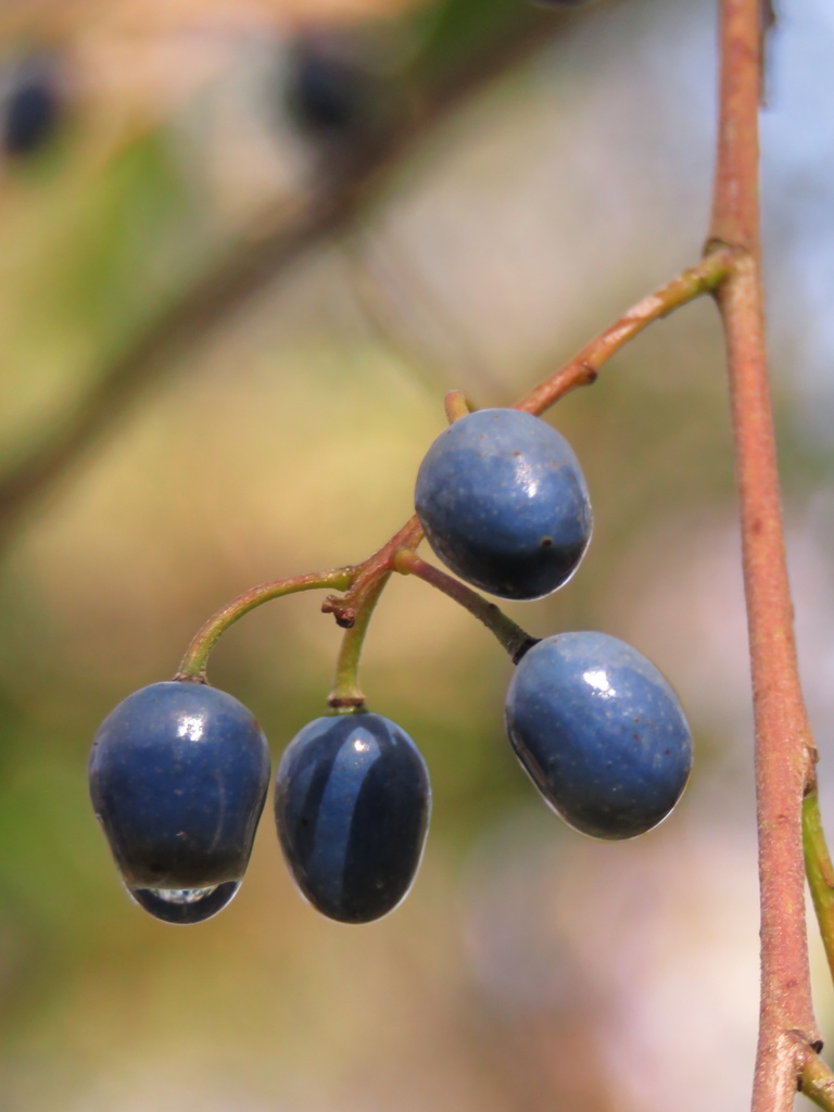 Blueberry ash from North Turramurra NSW 2074, Australia on June 11 ...