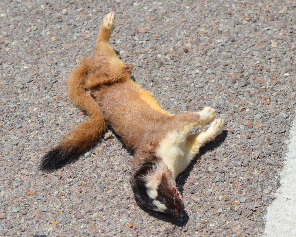 Long-tailed Weasel from Brewster County, TX, USA on May 22, 2017 at 12: ...