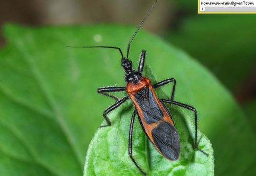 Subspecies Reduvius fasciatus fasciatus · iNaturalist