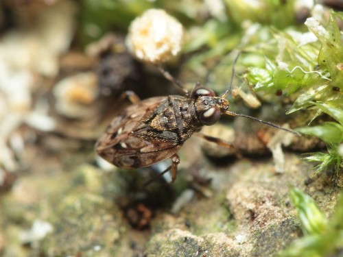Saldula procellaris · iNaturalist
