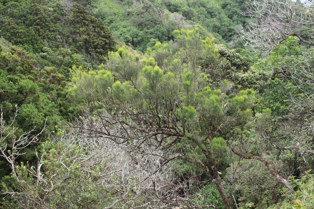 (Exocarpos gaudichaudii) - Botanical Realm