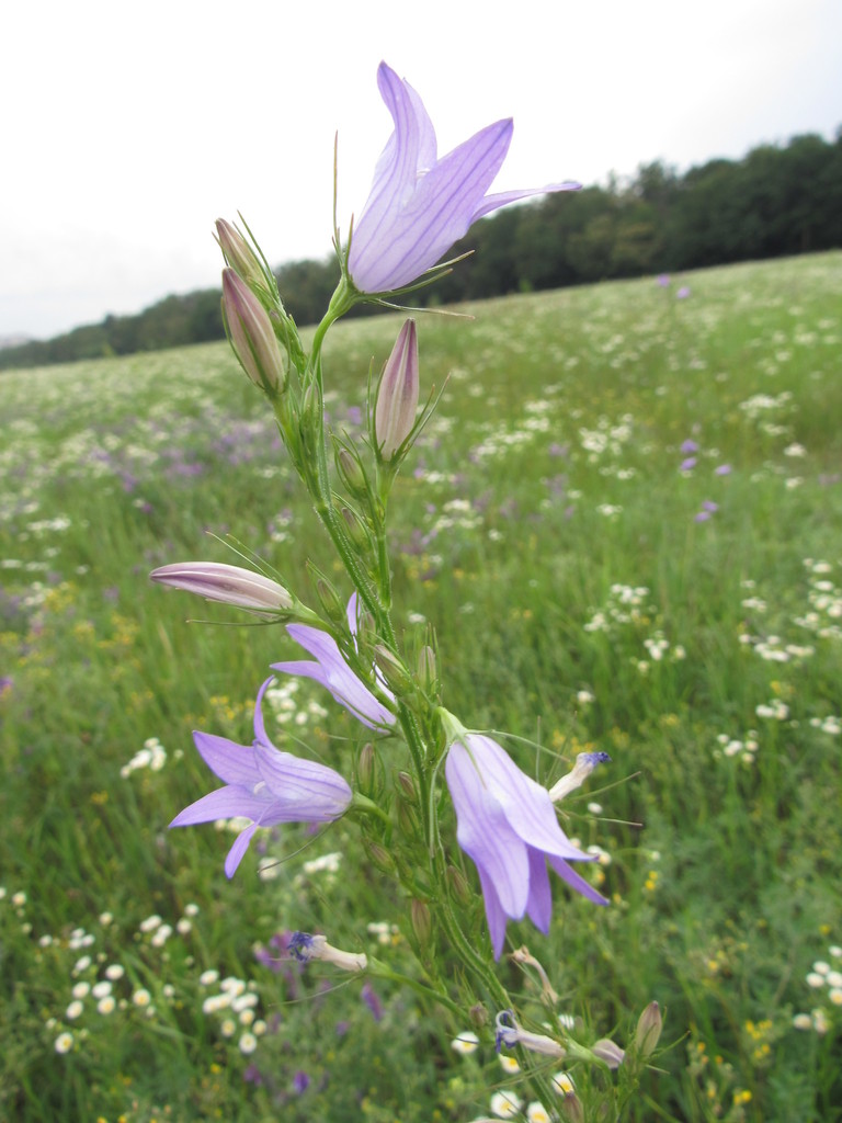 Rampion (Campanula rapunculus) - Botanical Realm