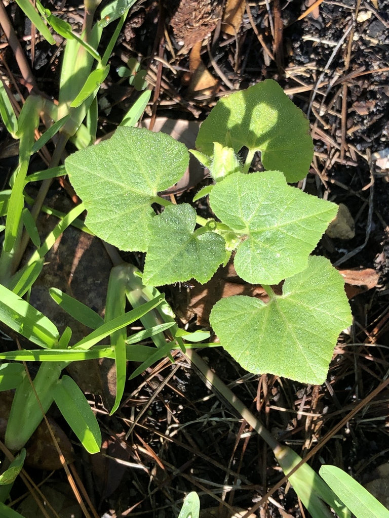 Butternut Squash from SE Hillside Pkwy, Lake City, FL, US on June 18 ...