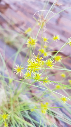 Cyperus hesperius · iNaturalist