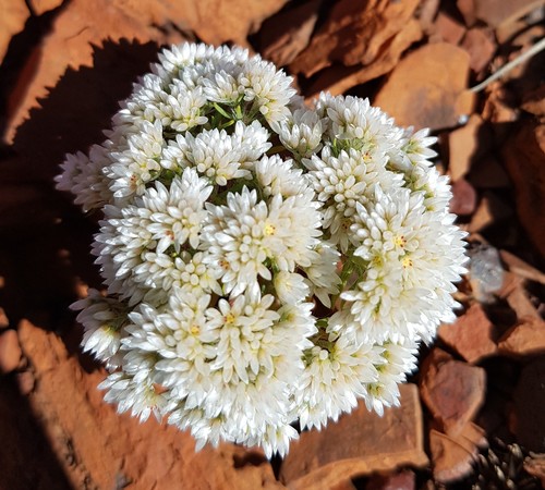 Polycarpaea holtzei · iNaturalist United Kingdom