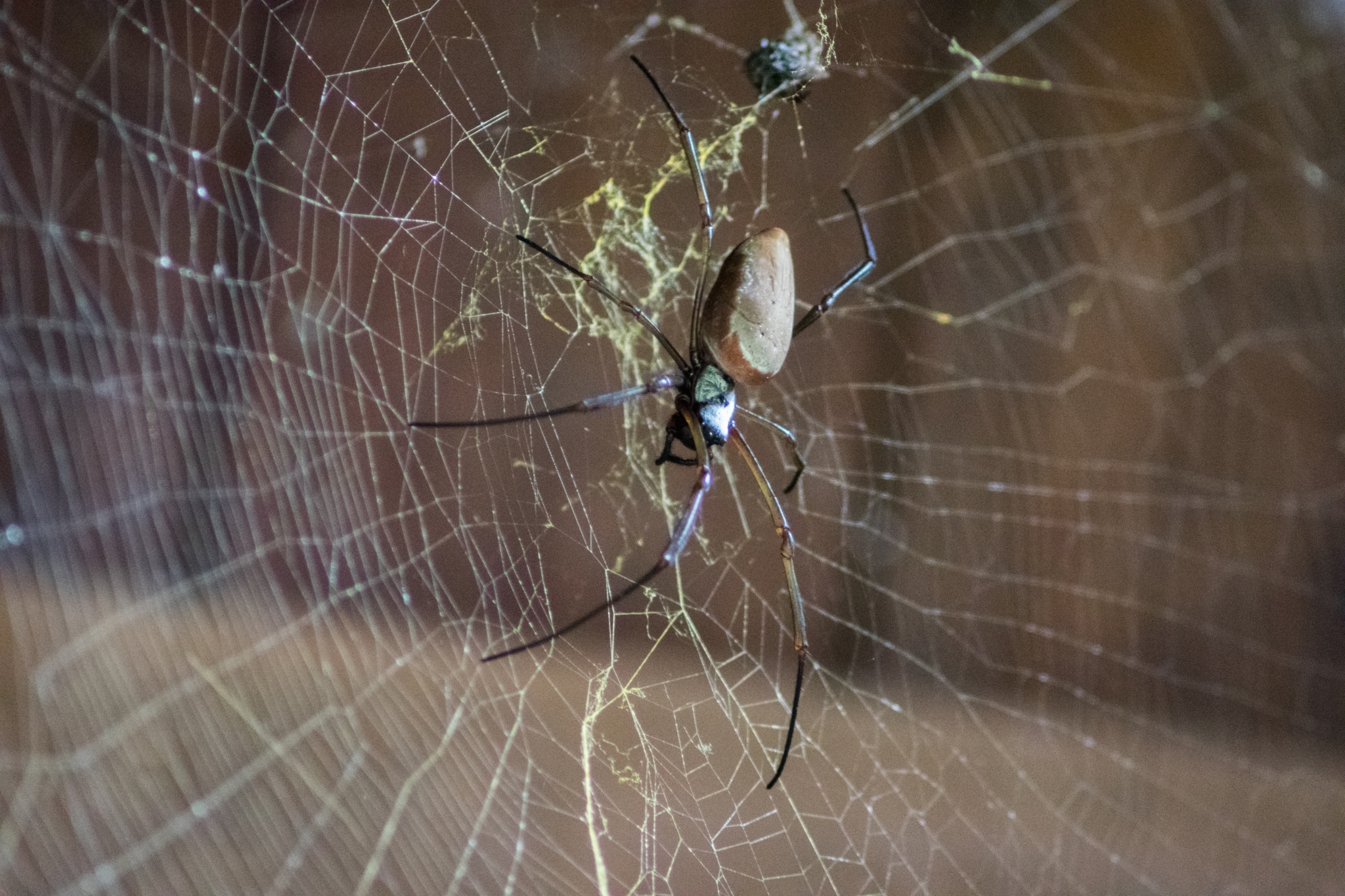 Nephila cornuta (Pallas, 1772)