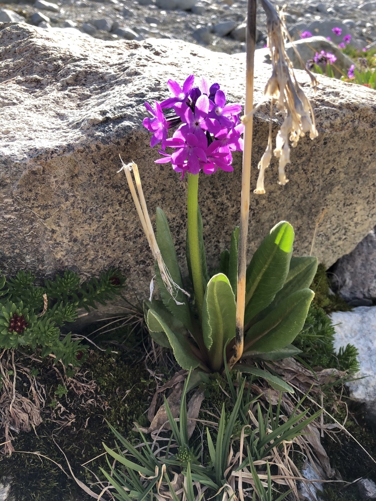 Primula nivalis from Bayan-Ölgii, MN on June 19, 2020 at 06:21 PM by B ...