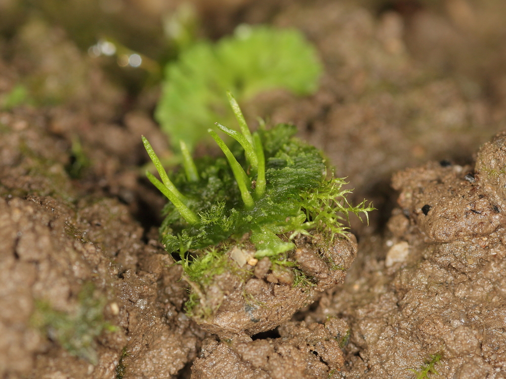 (Anthocerotopsida) - Botanical Realm