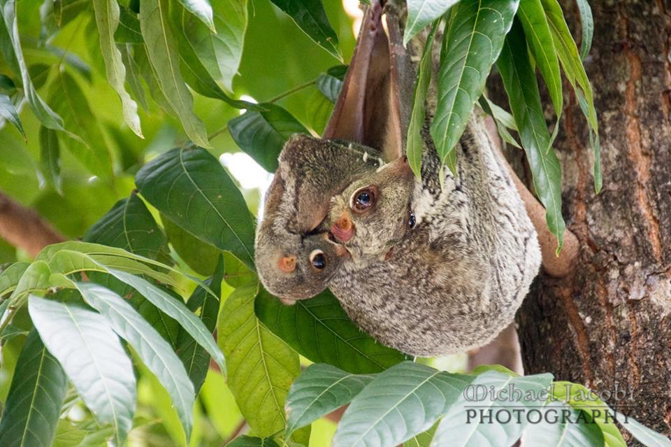 Sunda Colugo (Galeopterus variegatus) - Know Your Mammals