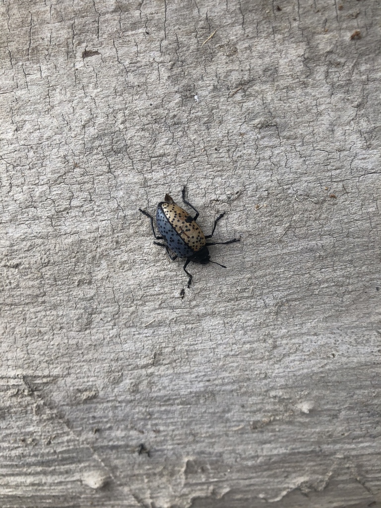 Blue Fungus Beetle from San Juan National Forest, South Fork, CO, US on ...