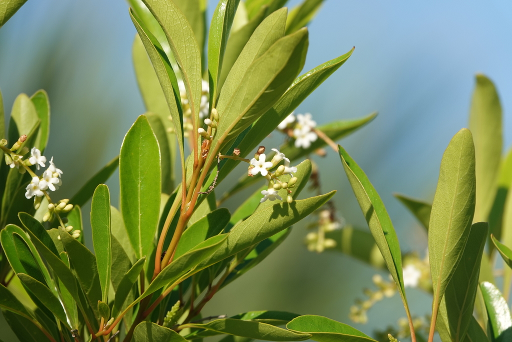 Spiny Fiddlewood from Midnight Pass, Florida 34242, USA on June 20 ...