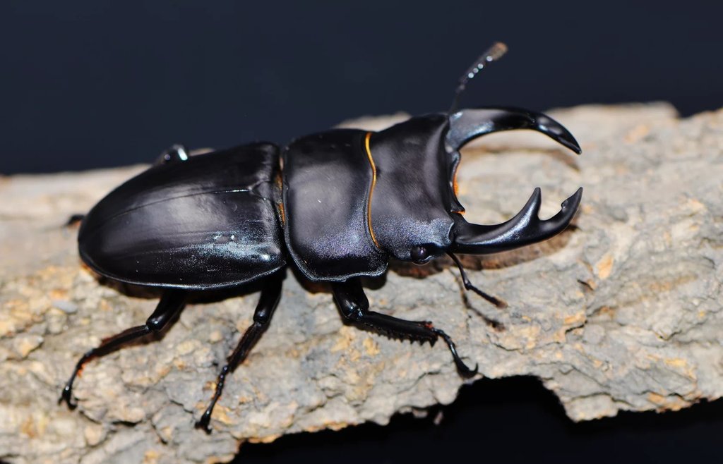 Dorcus hopei hopei from 中国河南省郑州市中牟县 on May 27, 2016 at 06:47 AM by ...