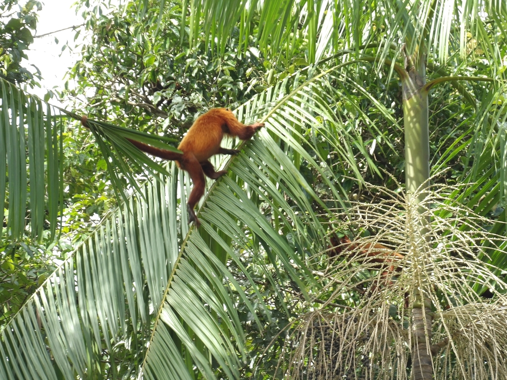Guianan Red Howler Monkey (Alouatta macconnelli) - Know Your Mammals