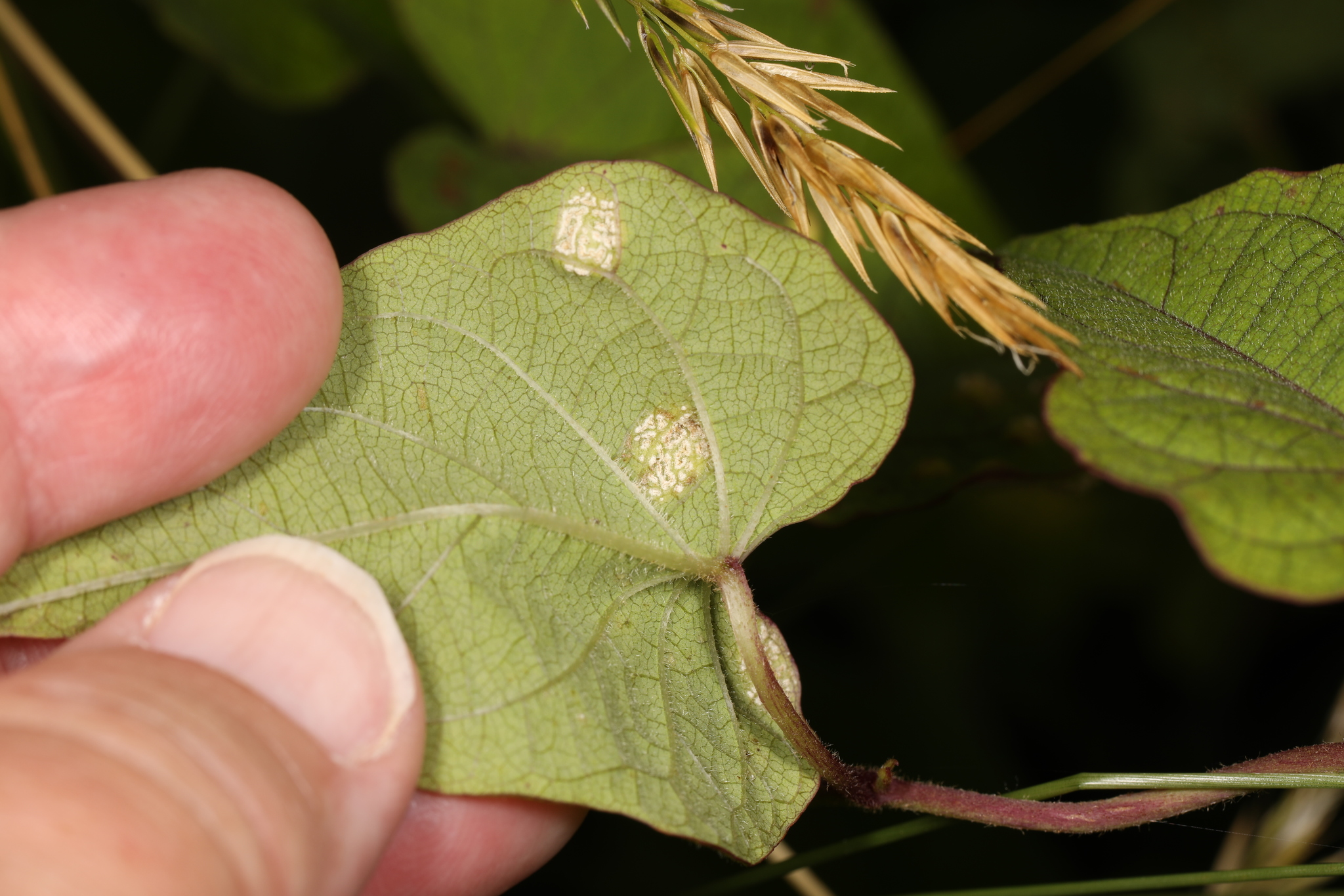 Albugo ipomoeae-panduratae (Schwein.) Swingle