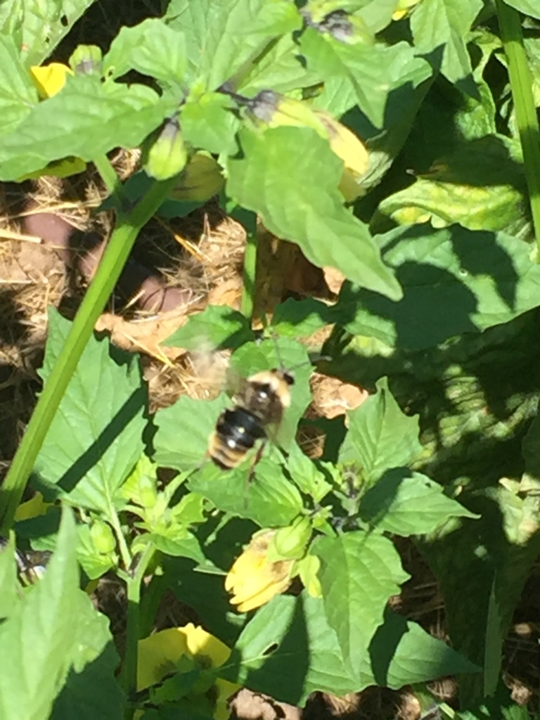 California Bumble Bee from San Diego, California, United States on June ...