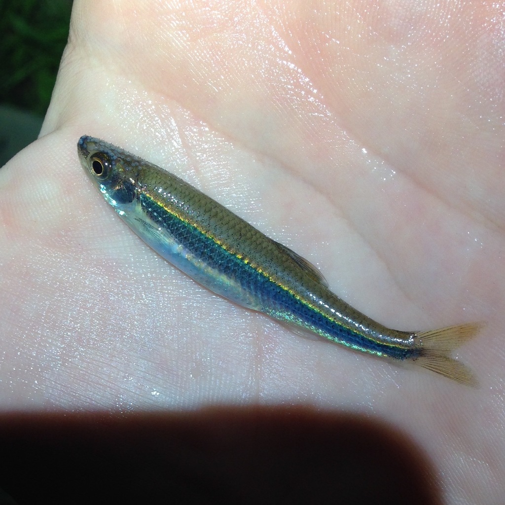 North American Minnows from Tullahoma, TN 37388, USA on June 08, 2020 ...